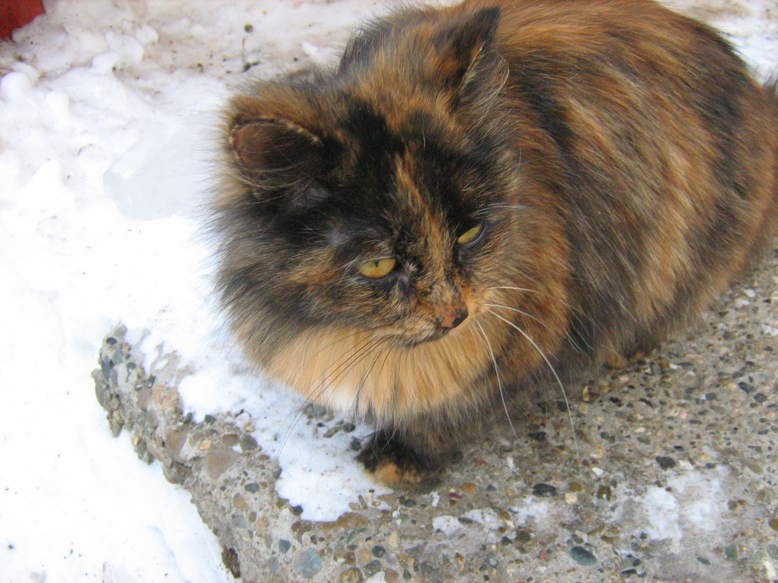 Waiting Ginger-Tortoiseshell Kitty — Russian Cats Pictures