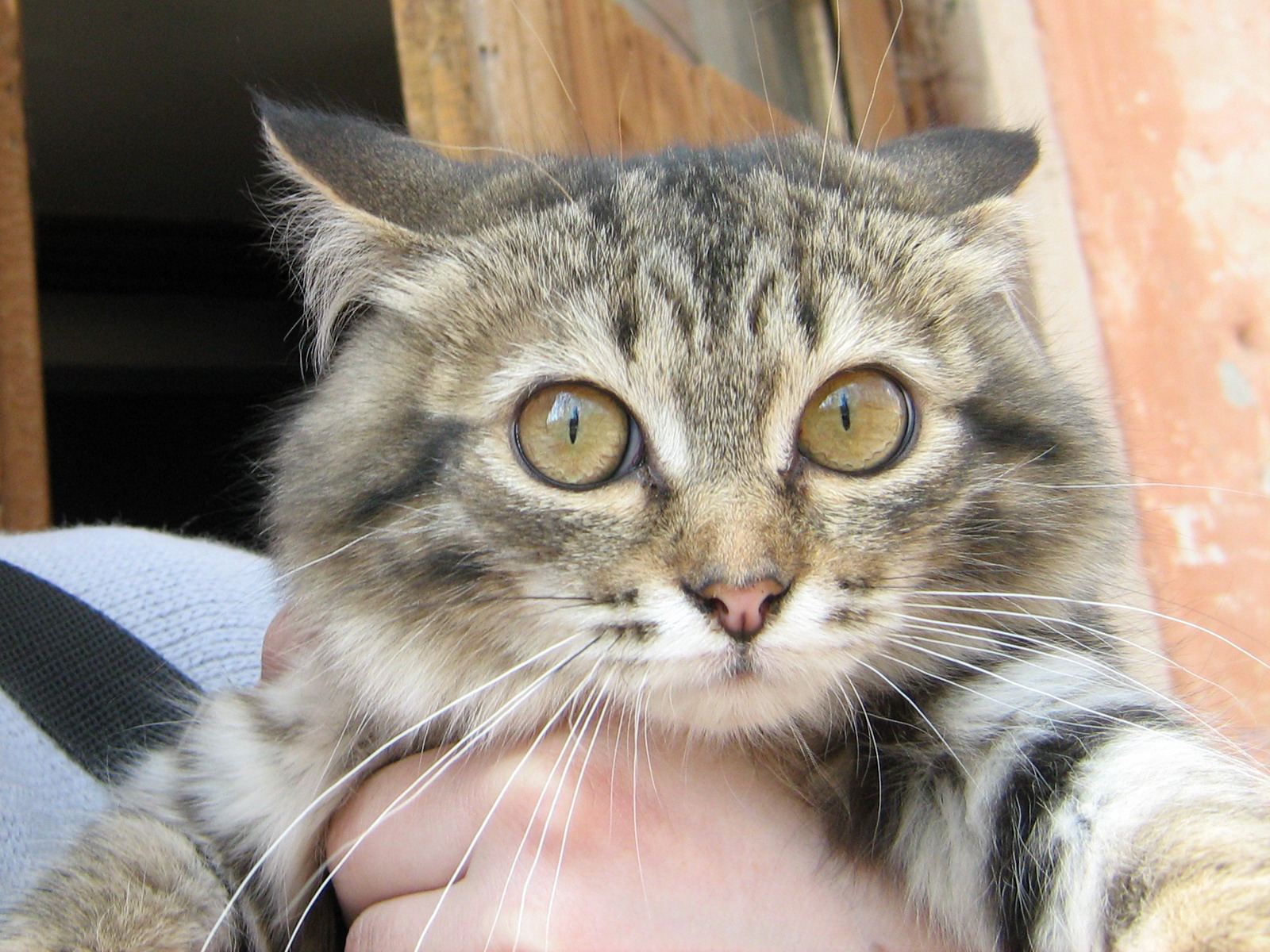 April Fools’ Funny Cats — Russian Cats Pictures