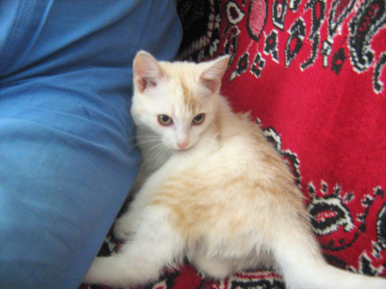 Biting Cute Little Kitten — Russian Cats Pictures