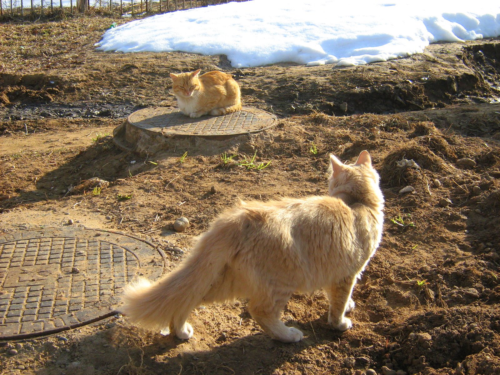 Peach Cat And Fire-Red Cat — Russian Cats Pictures