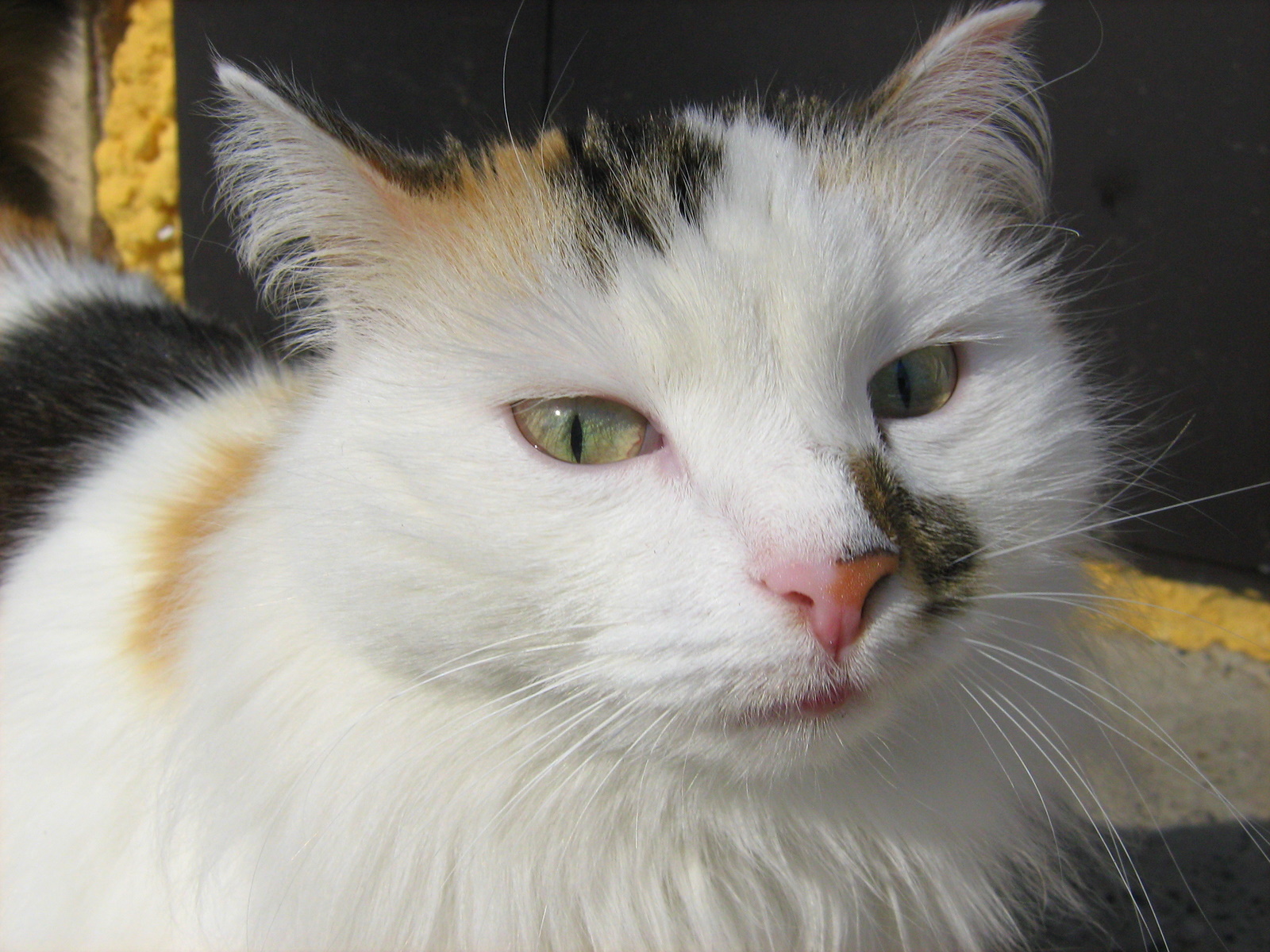 Tortoiseshell-White Kitty — Russian Cats Pictures