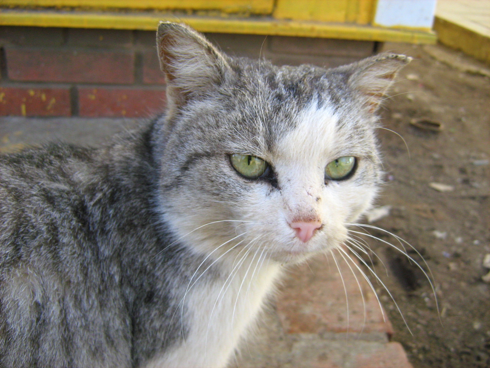 Painted-Eyed Emo-Cat — Russian Cats Pictures