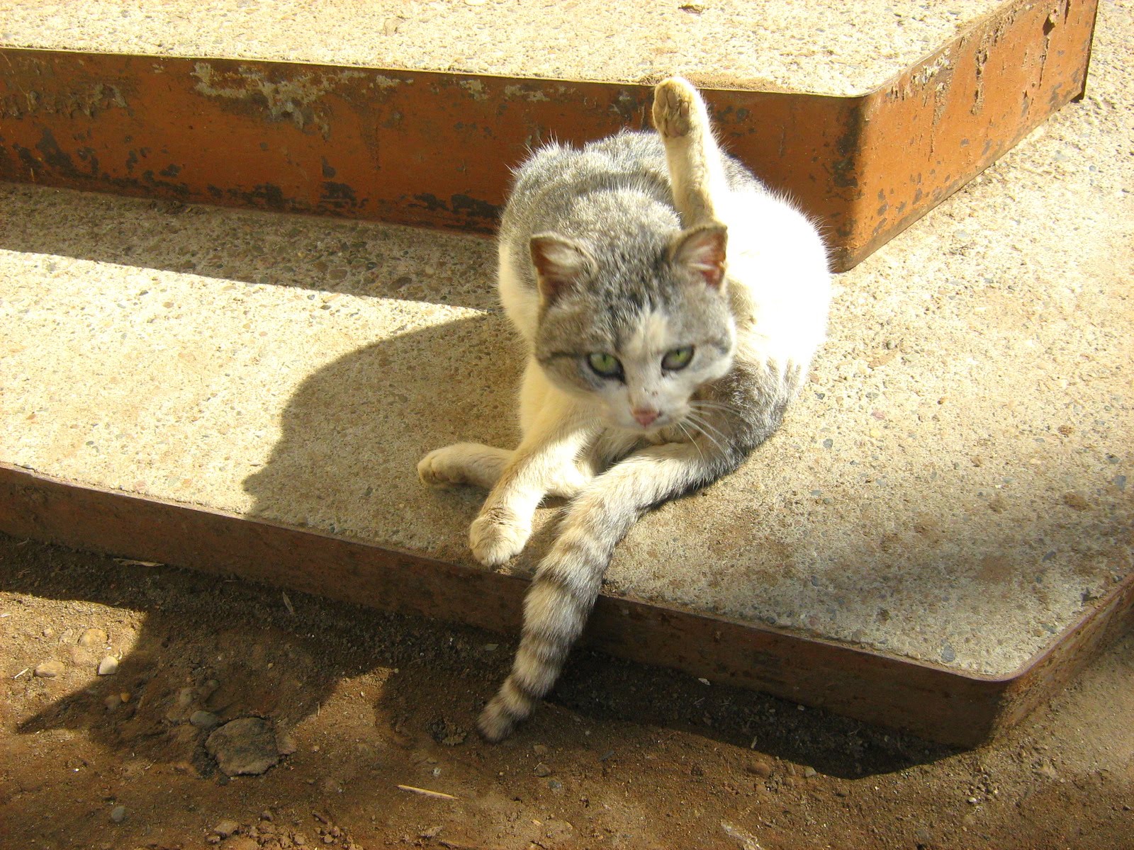 Painted-Eyed Emo-Cat — Russian Cats Pictures