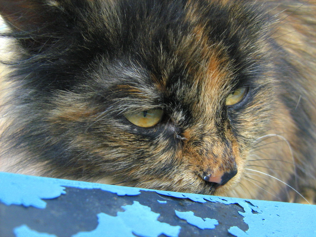 Old Tortoiseshell Kitty — Russian Cats Pictures