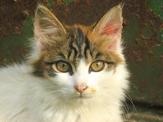 She-Homeless Kitten — Russian Cats Pictures