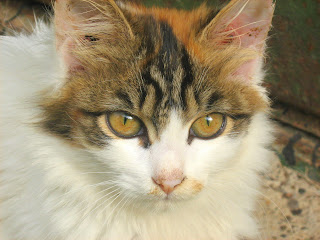 She-Homeless Kitten — Russian Cats Pictures