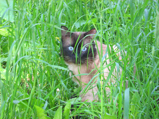 Scary Siamese Fat Cat — Russian Cats Pictures