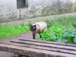 Scary Siamese Fat Cat — Russian Cats Pictures
