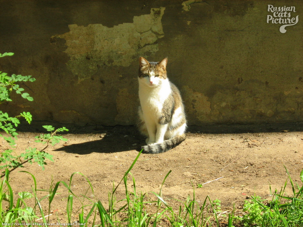 Yellow-Eyed Brown Mackerel Tabby with White Distrustful Kitty — Russian ...