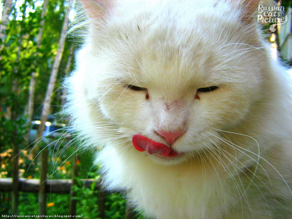 Green-Eyed White Sad Cat — Russian Cats Pictures