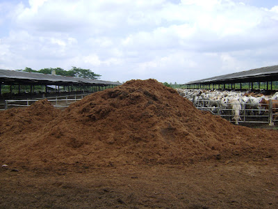Lawatan Ilmu Di Ladang Ternakan lembu Lampung, Palembang Indonesia ...