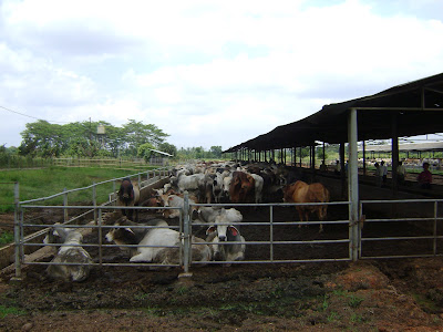 Lawatan Ilmu Di Ladang Ternakan lembu Lampung, Palembang Indonesia ...
