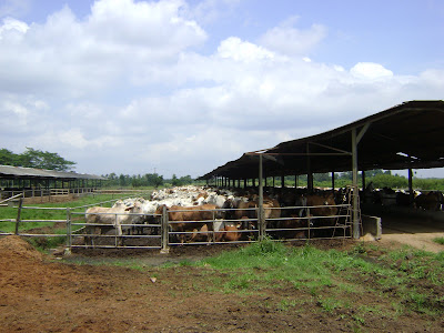 Lawatan Ilmu Di Ladang Ternakan lembu Lampung, Palembang Indonesia ...