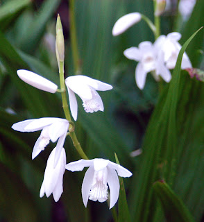 A showy terrestrial orchid