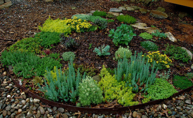 A variety of sedums