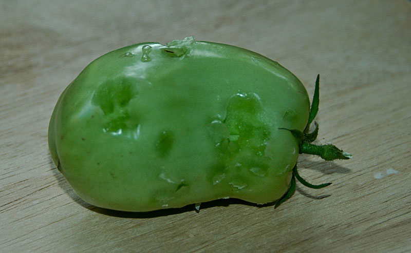 A chewed tomato: squirrel or woodchuck?