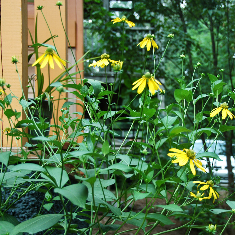 Sochan (Rudbeckia laciniata) and Spigelia marilandica