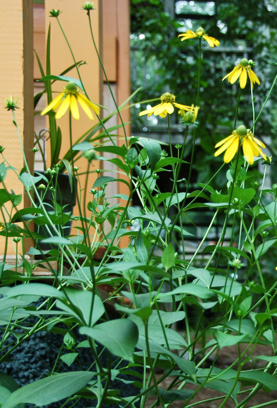 Sochan (Rudbeckia laciniata) and Spigelia marilandica