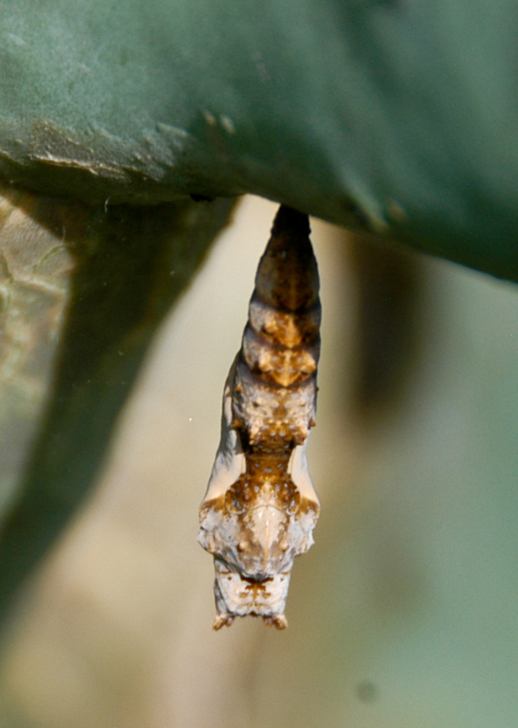 Gulf fritillary butterflies