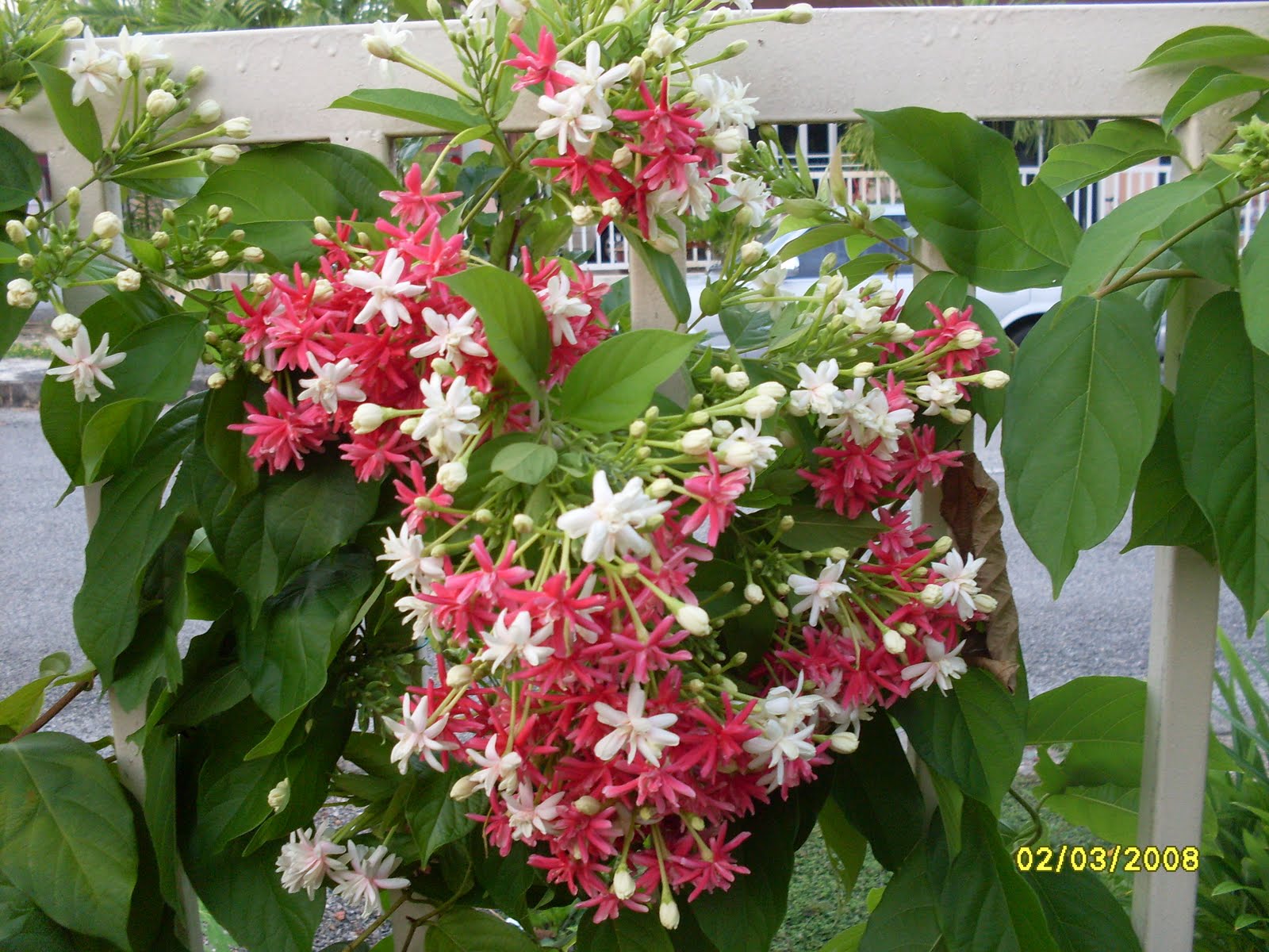 Shades of Grey: Quisqualis Indica ... Rangoon Creeper