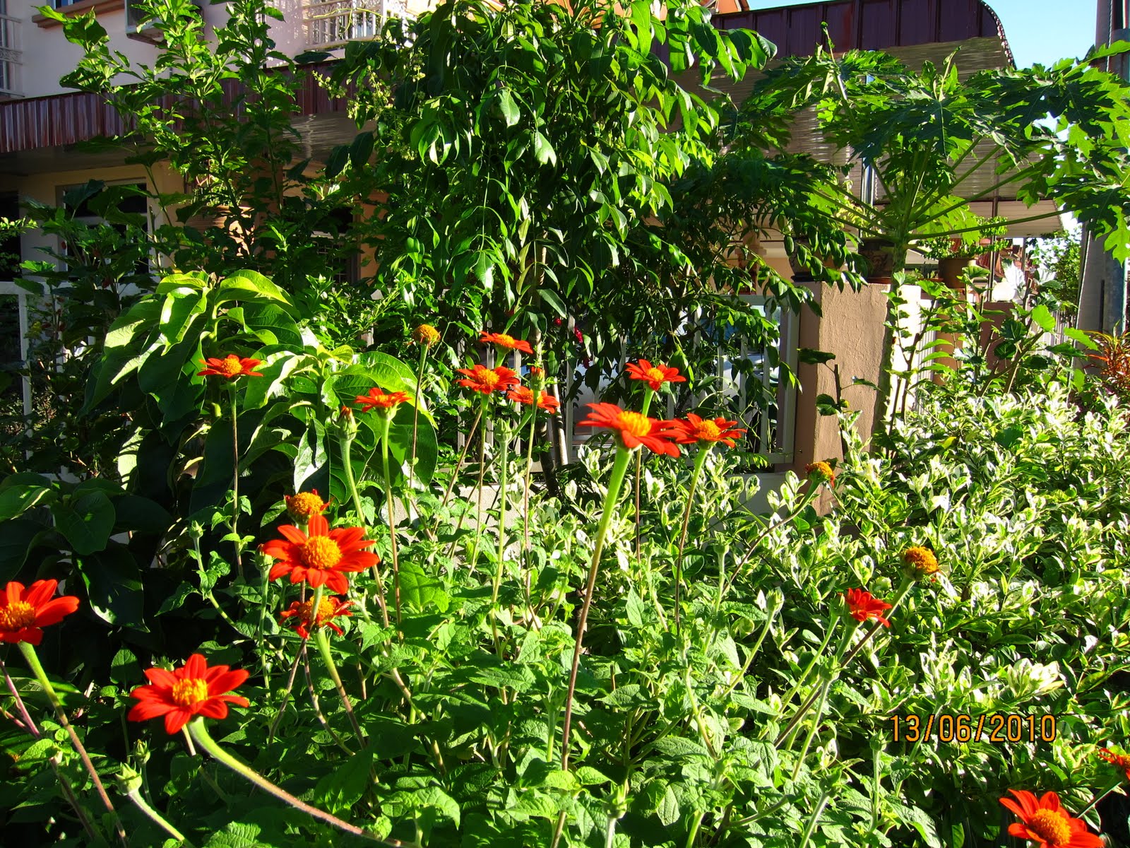 Shades of Grey: Mexican Sunflower (Tithonia rotundifolia 'Torch')