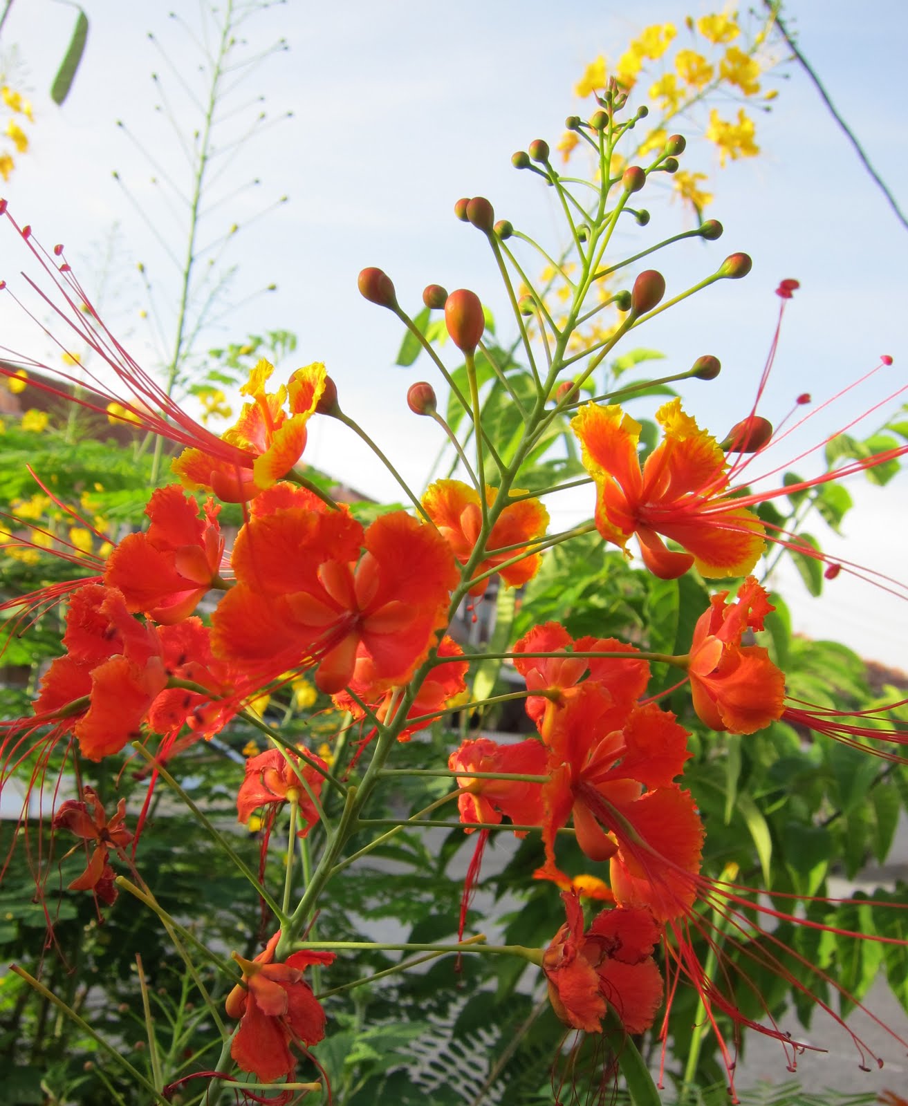Shades of Grey: Peacock Flower Tree (Caesalpinia Pulcherrima)