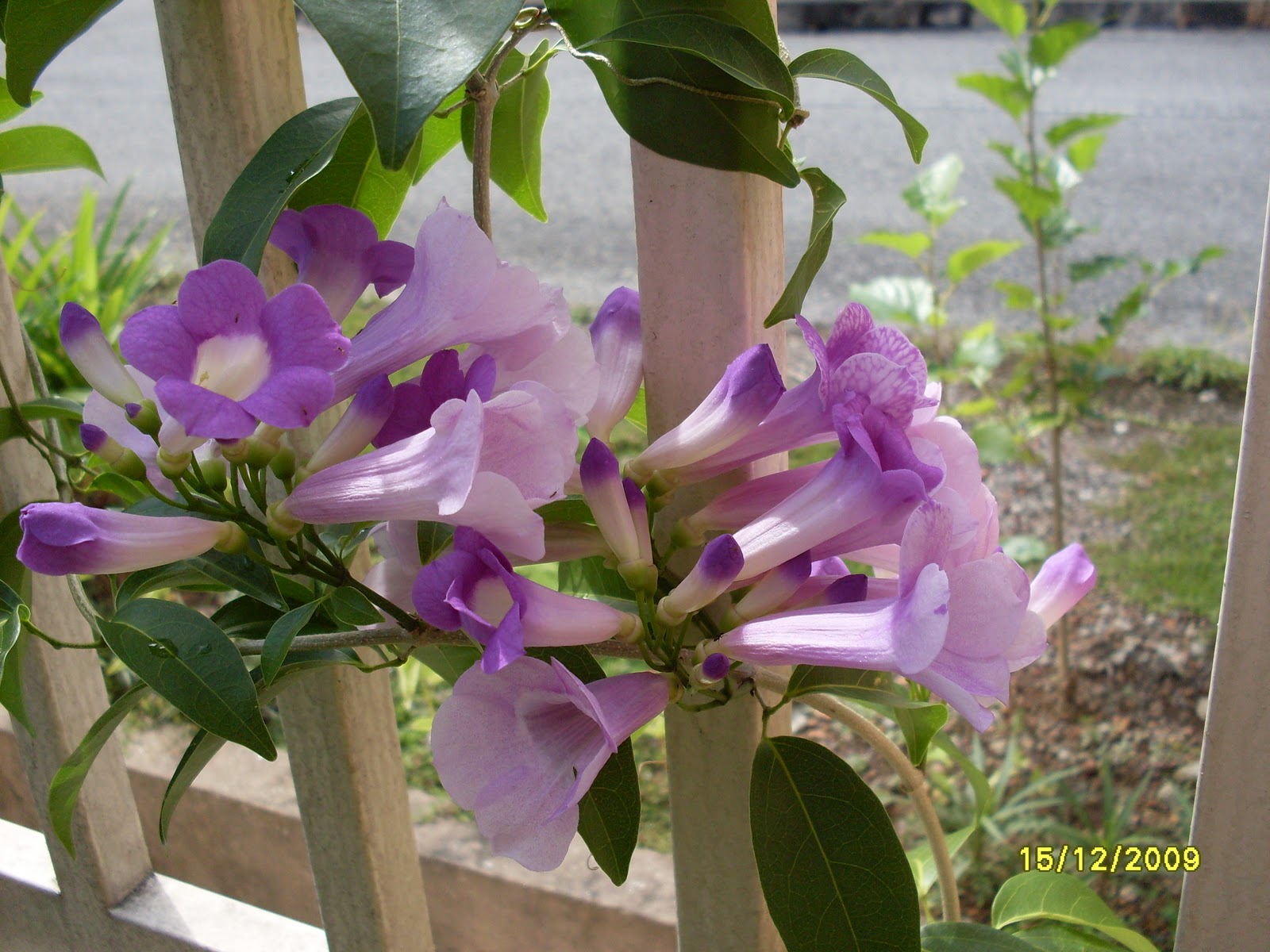 Shades of Grey: The Garlic Vine Plant