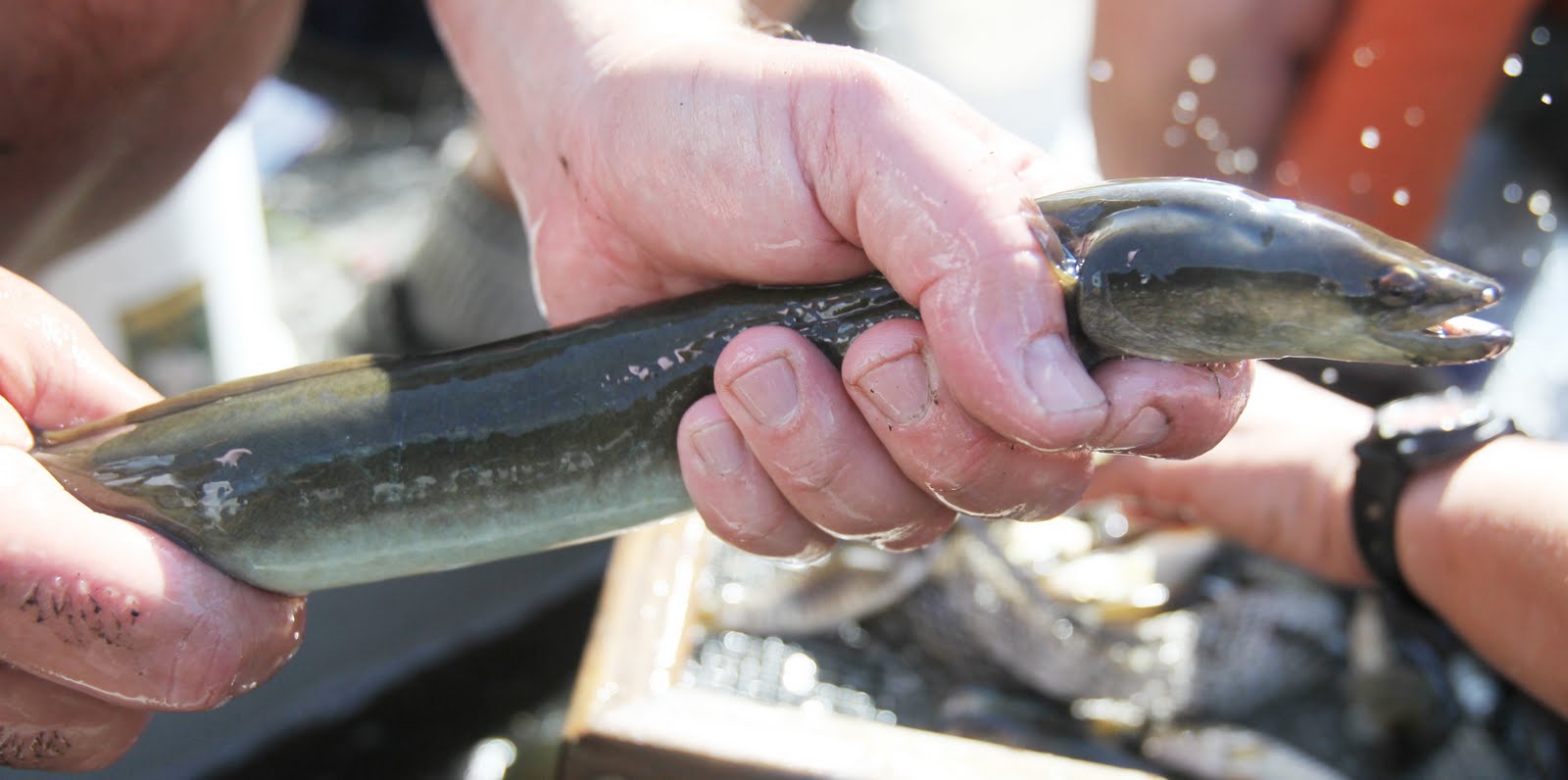 The Log of Spartina: how do you measure an eel?