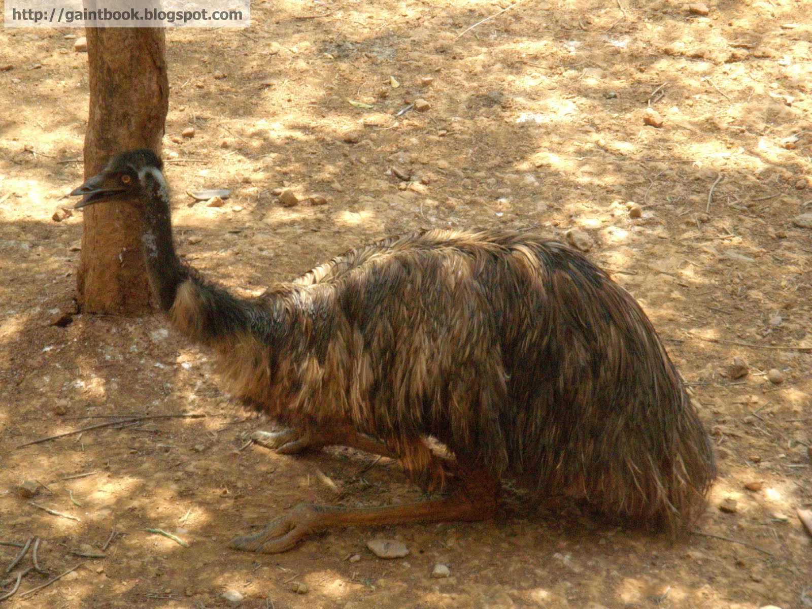 Visakhapatnam:The City of Destiny: Visakhapatnam:Zoo:Indira Gandhi ...