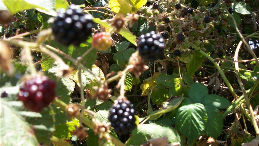 Home Living: Blackberry-Apple Pie With Tapioca