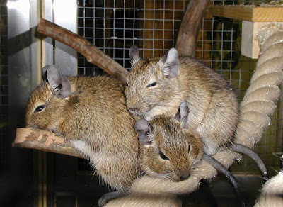 Pet Stores Guide: Keeping Degus