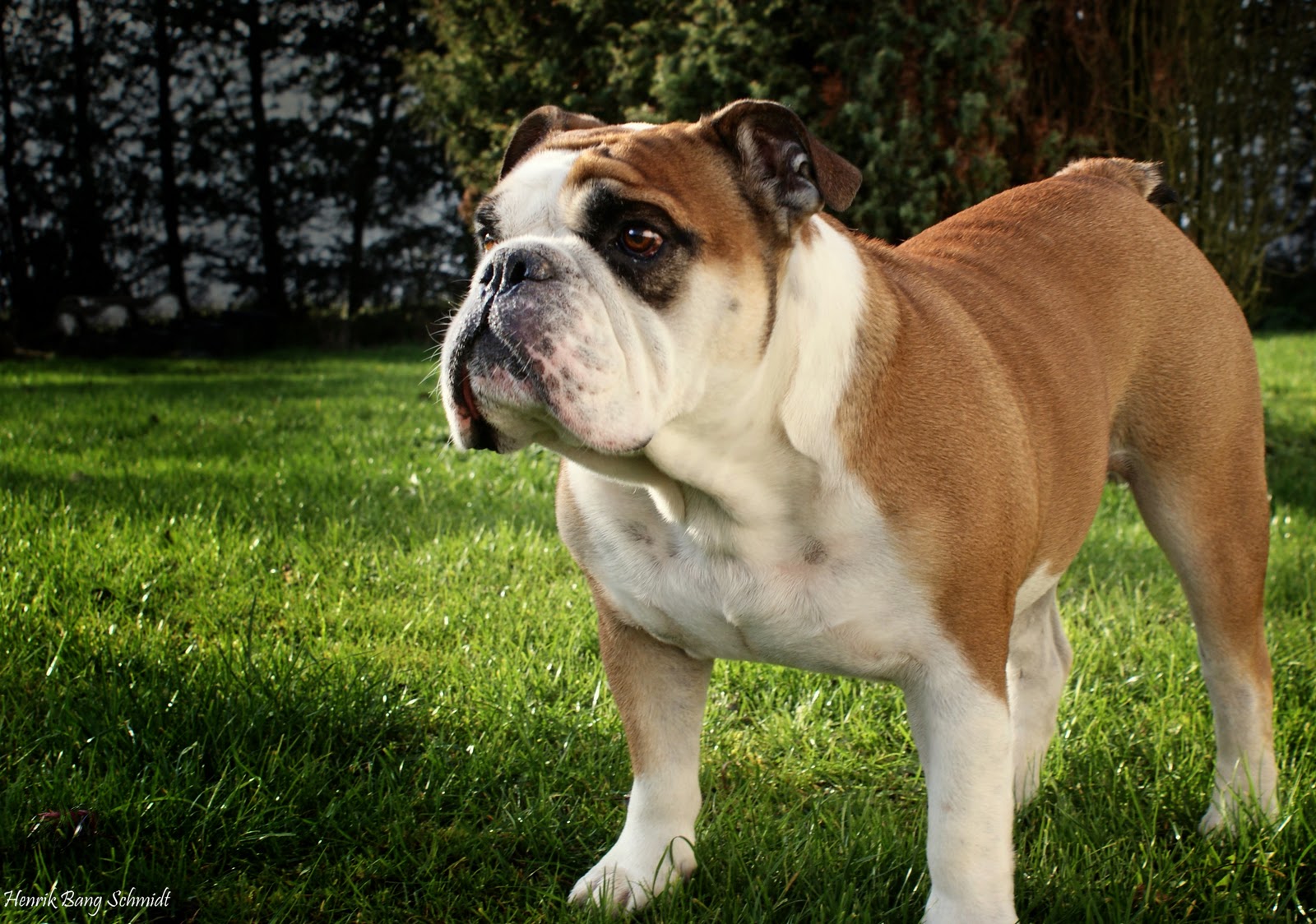 Bang Schmidt Photography: Engelsk Bulldog