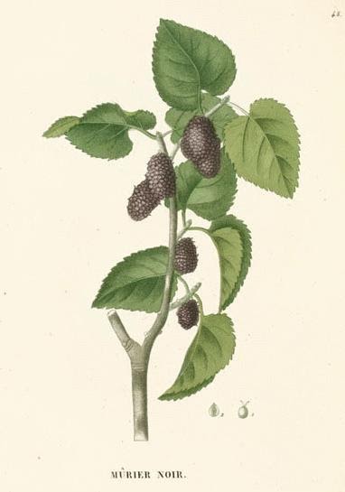 The Old Foodie: Mulberries and Silk in the Kitchen.