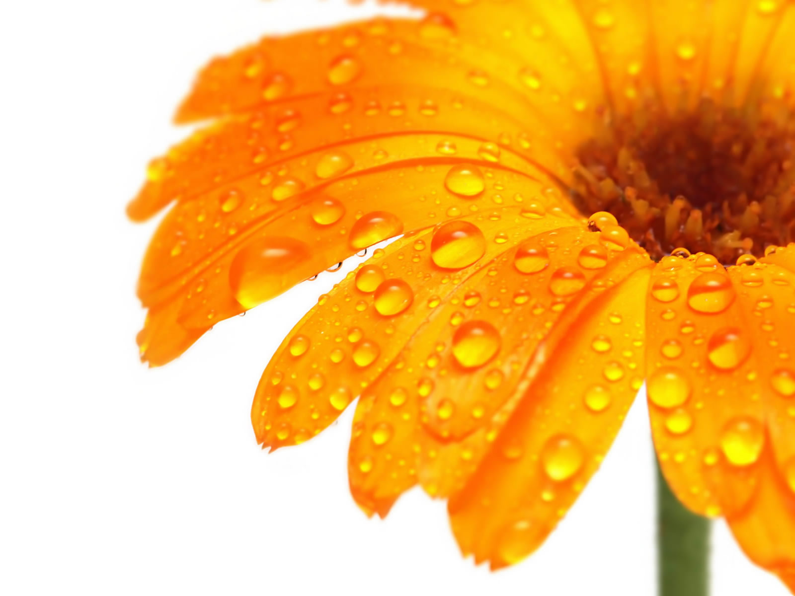 Bloemen Achtergronden