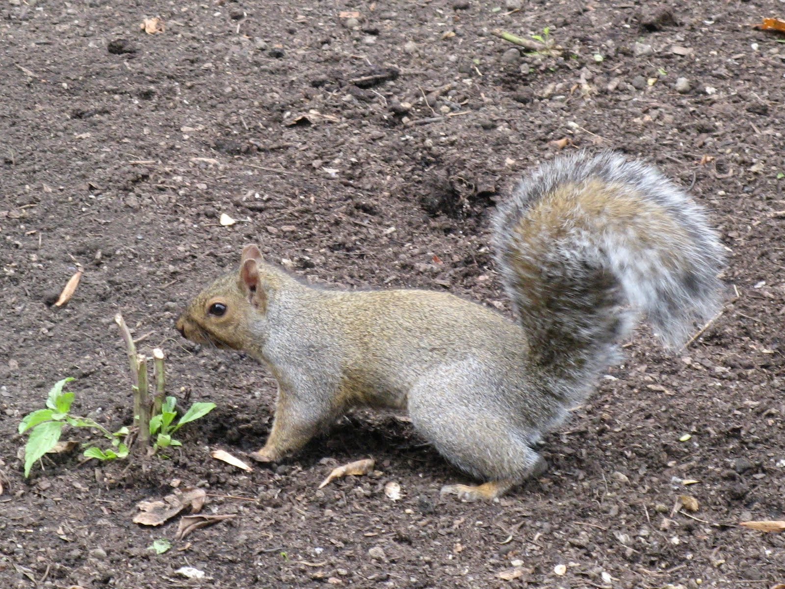 ifthethunderdontgetya™³²®©: Cat Squirrel Spider