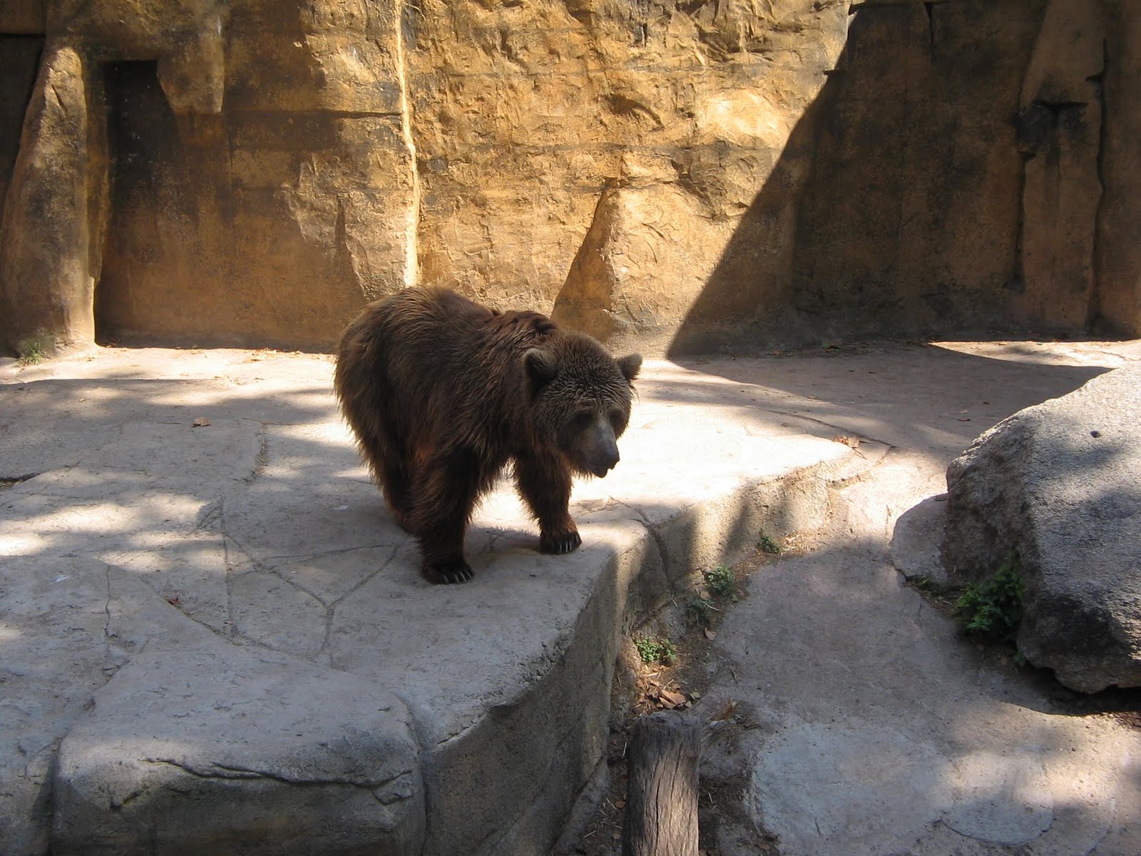 EL BOSQUE INTERACTIVO: El oso pardo