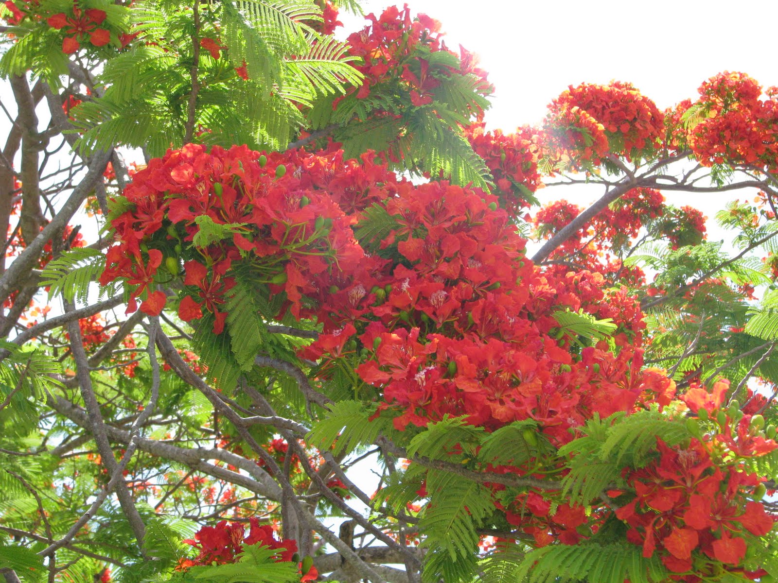 M/V Sea Eagle: Royal Poinciana Tree