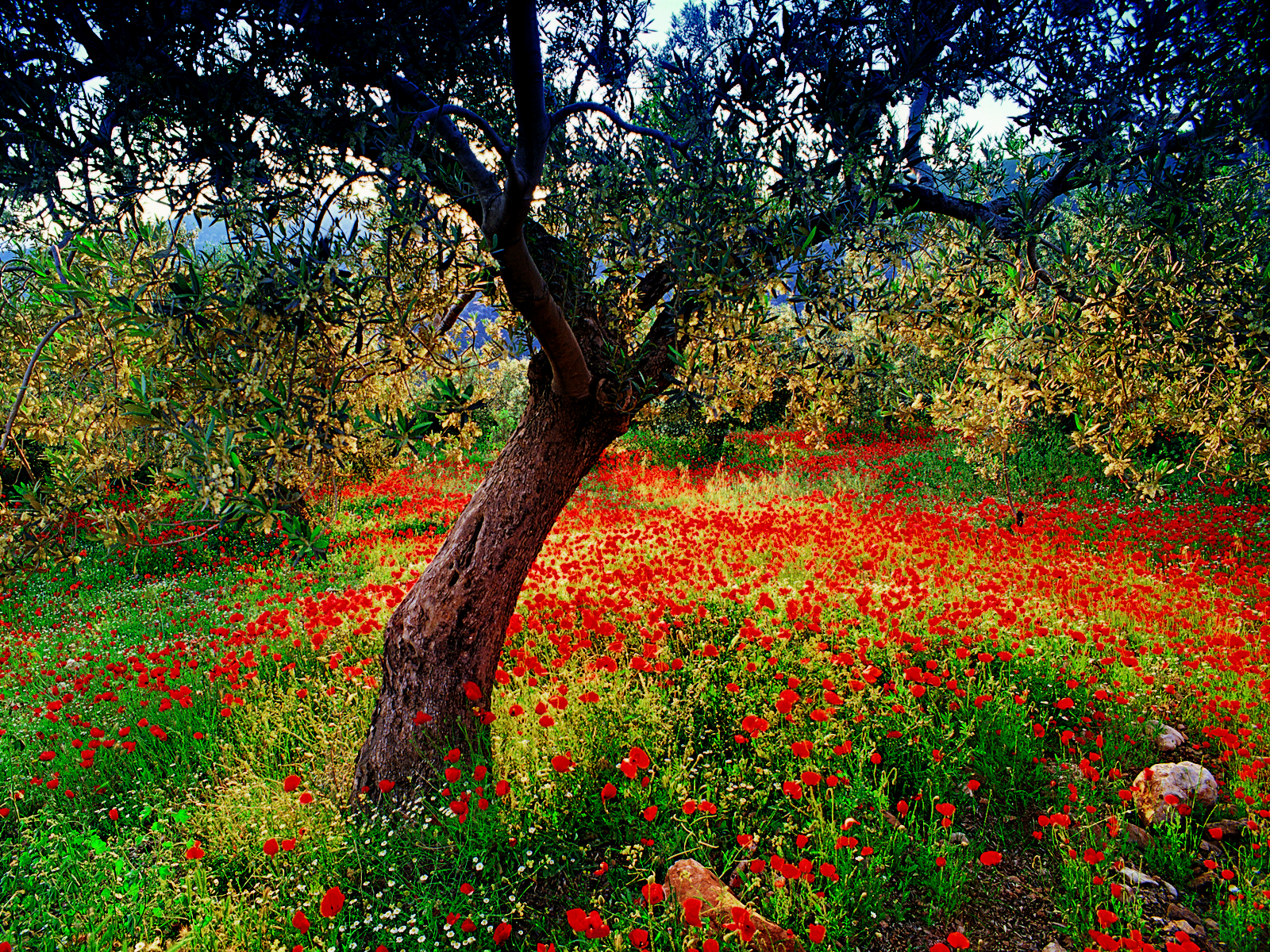 wallpaper | inkbluesky | Page 71