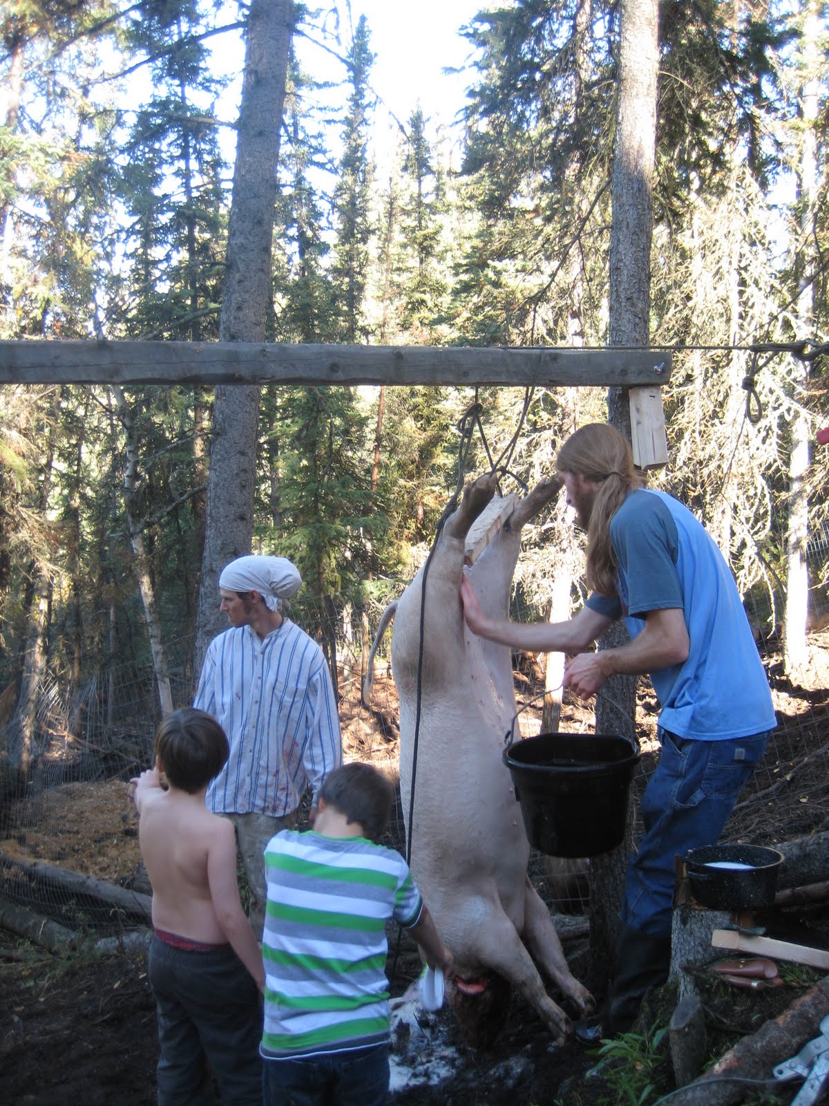 Wild Roots Homestead: Pig butchering pictures