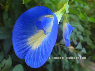 Shankupushpams | Bluepeas Or Clitoria Ternetia-Herbal Flowers of Kerala ...