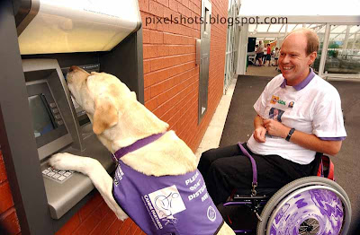 Endal, Life story of a Labrador, trained dog for assistance, amazing ...
