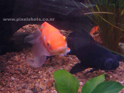 Aquarium Fish Photography.Photos of fresh water aquarium fishes like ...