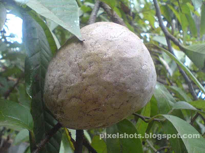 Fruits from Kerala-Photos & Info|Pixelshots