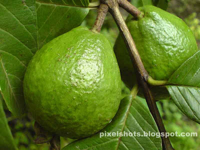 Fruits from Kerala-Photos & Info|Pixelshots