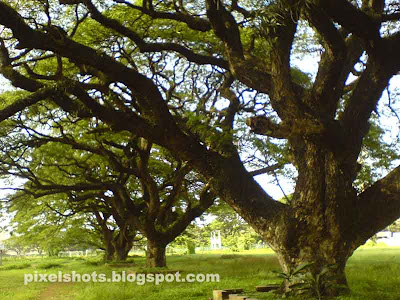Trees-Ernakulam Maharaja's Ground-photos of old shade Trees|Pixelshots