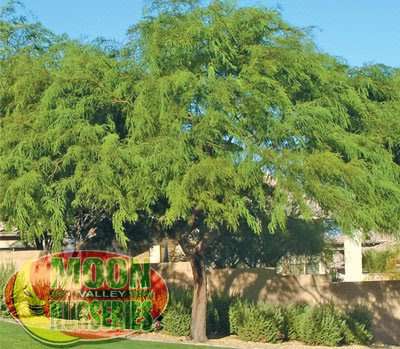 Moon Valley Nurseries: Features of Southwest Trees and Plants