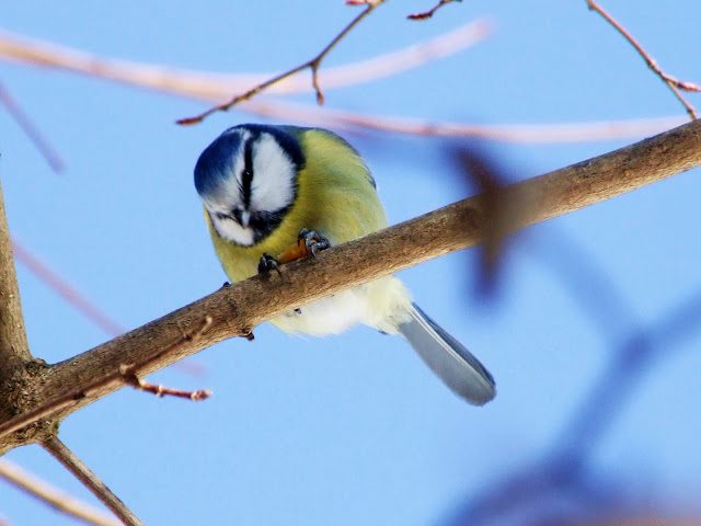 Lumea vieţuitoarelor: Piţigoi albastru ( Parus caeruleus )