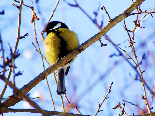 Lumea vieţuitoarelor: Piţigoi mare ( Parus major )