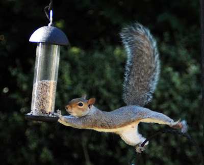 Trained Smart Squirrel Finds its Food