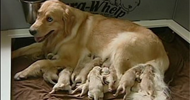 Amazing Dog Birth Video for Dog Lovers